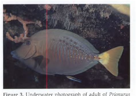 Indonesian Sawtail Naturerules1 Wiki Fandom