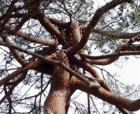 A Tangled Tree Arnold Arboretum