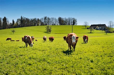 Ausflüge Auf Der Forch