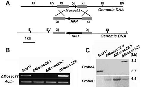 Targeted Gene Replacement And Complementation Of Dmosec22 A Download Scientific Diagram
