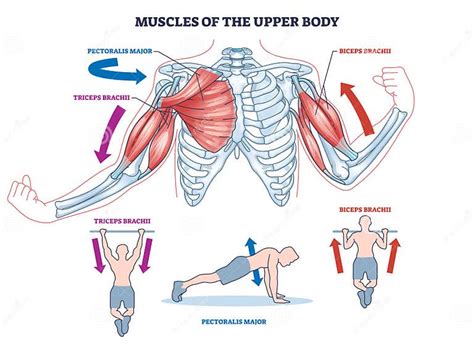 Muscles Of The Upper Body For Body Push And Pull Movements Outline