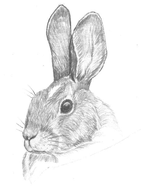 Eastern Cottontail Information