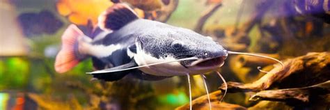 Redtail Catfish Guide Care Diet And Health Year