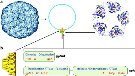 Components Of The Phage Dna Packaging Machine A Left Prohead I Of