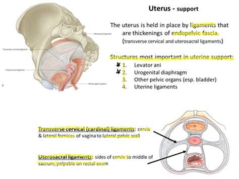 Uterus Round Ligament Attachment Is It Possible For The Ovary To