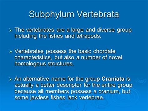 Subphylum Vertebrata The Vertebrates Are A Large And Diverse Group