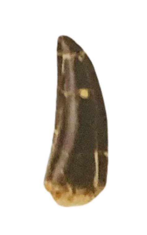 Allosaurus Tooth By Dracoawesomeness On Deviantart