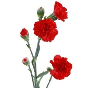Гвоздика кустовая бело-бордовая