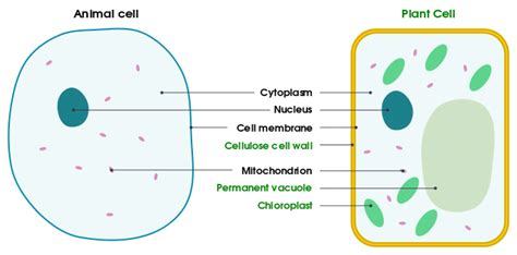 Do Animal Cells Have Cell Walls Smore Science
