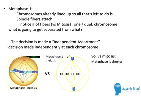 Mitosis Pptx Mitosis Pptx