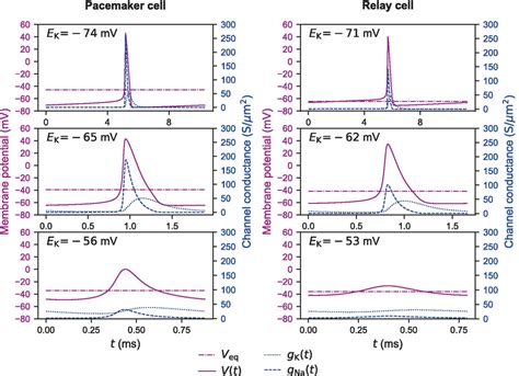 Membrane Potential Purple Left Vertical Axis And Conductance Of