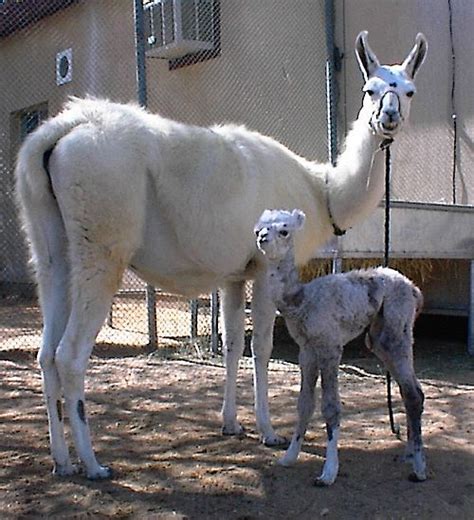 Llama Alpaca Hybrid