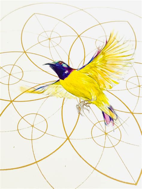 Sunbird Flower Ii Original Drawing Edit Greenwich