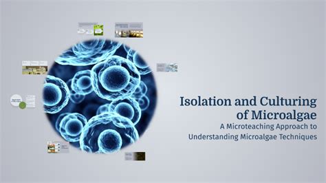 Isolation And Culturing Of Microalgae By Muhammadi Bibi On Prezi