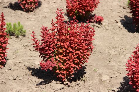 Барбарис Тунберга Флоренс (72 фото) - фото - картинки и рисунки ...