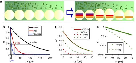 Dynamics And Steady State Of Morphogen Gradients A Morphogen
