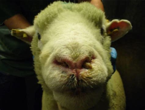 Orbiviruses Images Flashcards Quizlet