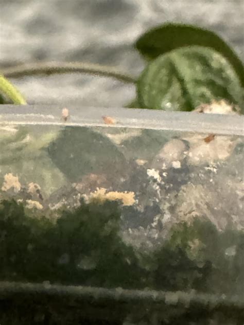 What Are These Tiny Yellowish Brownish Bugs How Bad Is It To Have Them