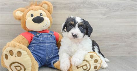 Fluffy Mini Sheepadoodle Samwell 10lb 15oz Doodle Puppy