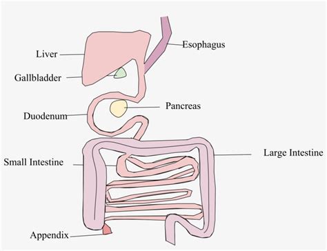 Open Platypus Digestive System 2000x1467 Png Download Pngkit