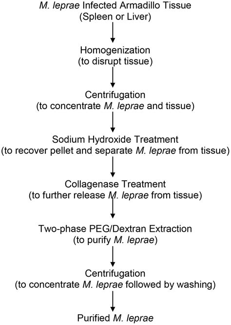 Tissue Fractionation Flow Chart M Leprae Was Purified From The