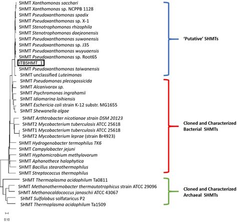 phylogenetic tree constructed by mega x program using neighbor joining