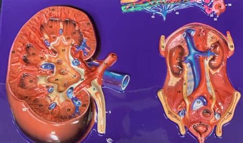 Urinary 1 Diagram Quizlet