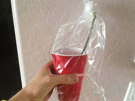 Root Fruit Tree Cuttings In 5 Easy Steps Garden Of Luma