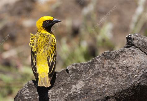 Spekes Weaver Stock Image F0430356 Science Photo Library