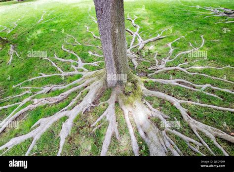 Sunny View Of Some Maple Tree And Root Landscape At California Stock Photo Alamy