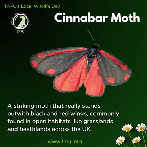 Cinnabar Moth Tafu