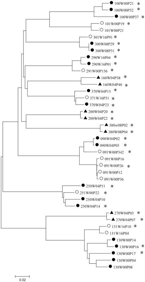 The Analysis Was Performed Using The Neighbor Joining N J Method Of