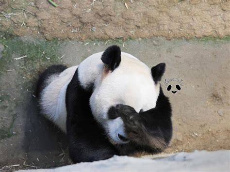 더쿠 눈 비비는 11살 아기