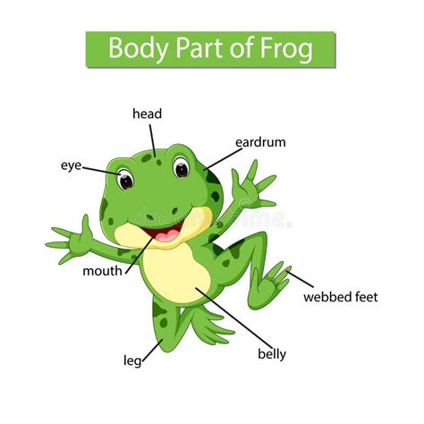 Frog Digestive System Flow Chart