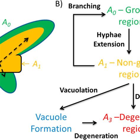 Pdf The Development Of An Industrial Scale Fed Batch Fermentation