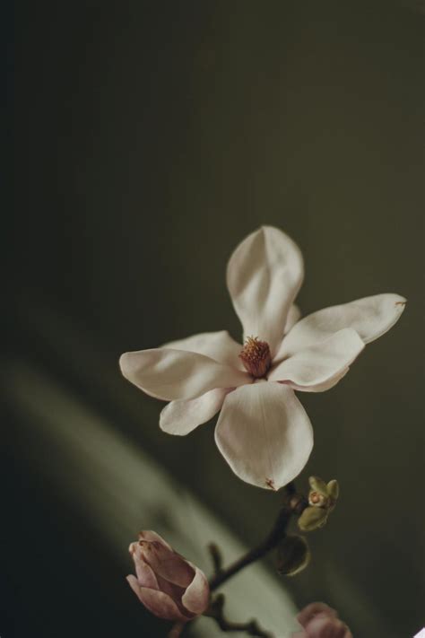 가지 고요한 근접 촬영 꽃 꽃 엠블럼 꽃무늬 꽃이 만발한 꽃 꽃잎 질감 나뭇잎 녹색 배경 녹지 단순한 우아함 단일 꽃 매크로 목련 목련 그란디