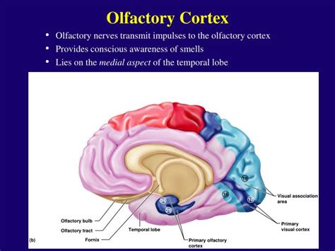 Ppt Central Nervous System Powerpoint Presentation Id 1780316