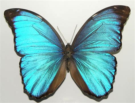 Blue Morpho Butterfly Facts Habitat Size Scientific Name And Tatoos