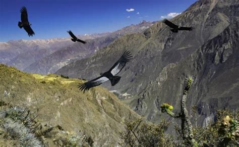 “reserva Natural Piedra Del Cóndor Ganó El Concurso “el Nombre Ideal