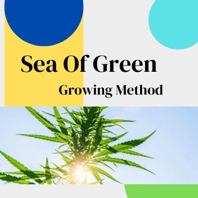 Growing Cannabis Using The Sea Of Green Technique Novus Cannabis Medplan