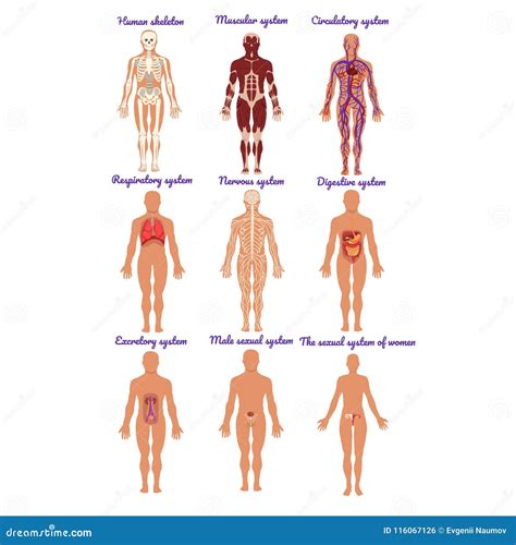 Different Human Organ System Set Muscular Circulatory Respiratory Nervous Digestive