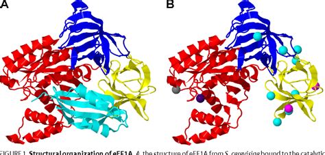 Figure 1 From Eef1a Thinking Outside The Ribosome Semantic Scholar