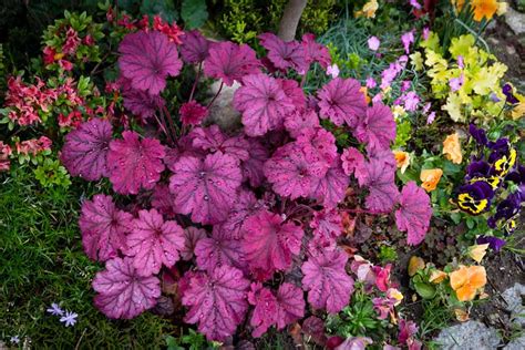 10 Perfect Dwarf Perennials Photos Garden Lovers Club