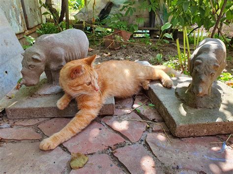 ДНЕС Е МЕЖДУНАРОДНИЯТ ДЕН НА КОТКАТА ЛЮБОПИТНИ ФАКТИ И СНИМКИ СТАРА ЗАГОРА ГОВОРИ