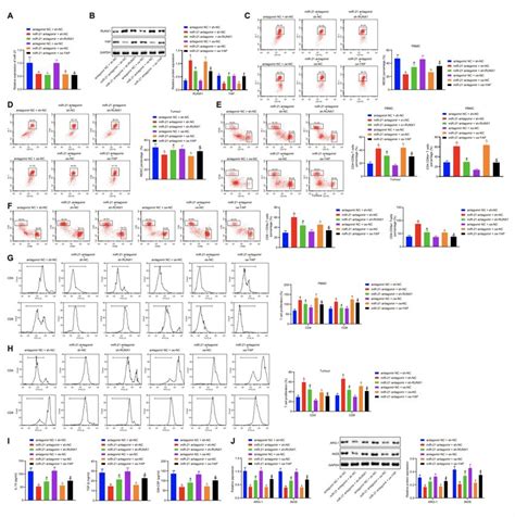 The Mir 21runx1yap Axis Regulated The Immunosuppressive Ability Of