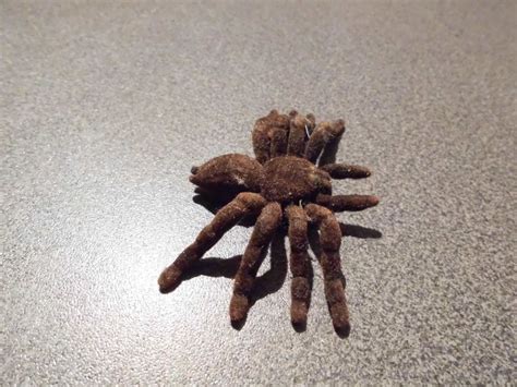 Spinne Braun Gebraucht In Für Chf 1 Mit Lieferung Auf Ricardo Kaufen