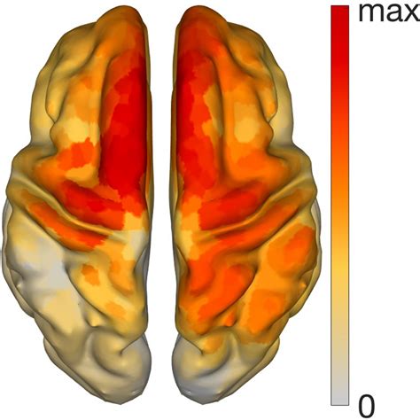 Eloreta Localization Of The Significant Download Scientific Diagram