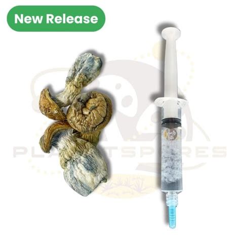Mushroom Spore Syringe And Oat Spawn Bundle Planetsporesca