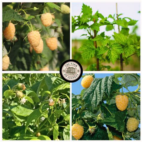 Anne Raspberry The Farm On Central