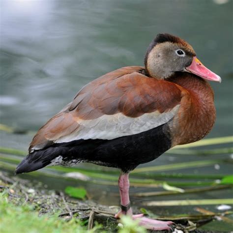 Buy Black Bellied Whistling Ducks Tropical Wings Birds